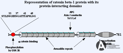 CTNNB1 (Catenin, beta-1)