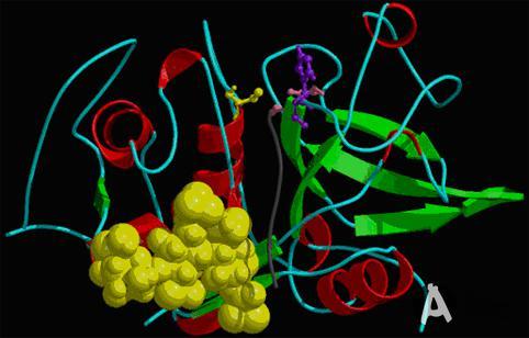 CTSH (cathepsin H)