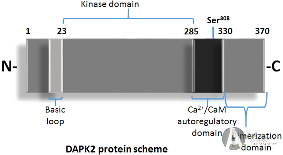DAPK2 (death-associated protein kinase 2)