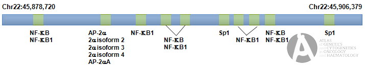 FBLN1 (fibulin 1)