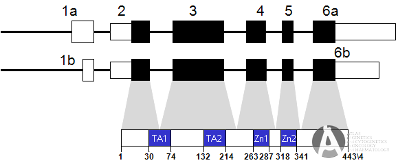 GATA3 (GATA binding protein 3)