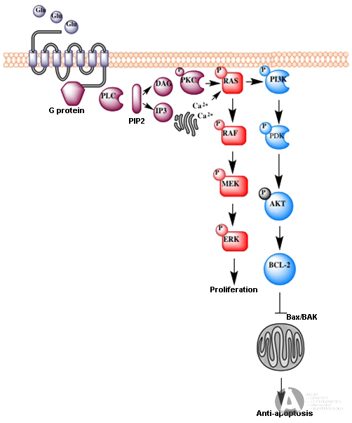 GRM1 (glutamate receptor, metabotropic 1)