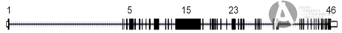 PKD1 (polycystic kidney disease 1 (autosomal dominant))