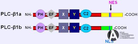 PLCB1 (phospholipase C, beta 1 (phosphoinositide-specific))