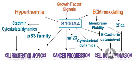 S100A4 (S100 Calcium Binding Protein A4)