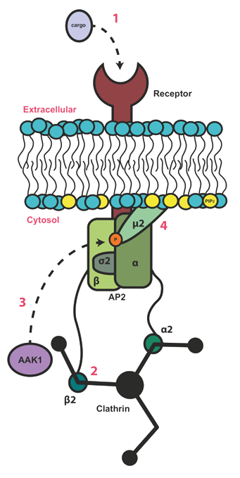 What Is Clathrin Mediated Endocytosis