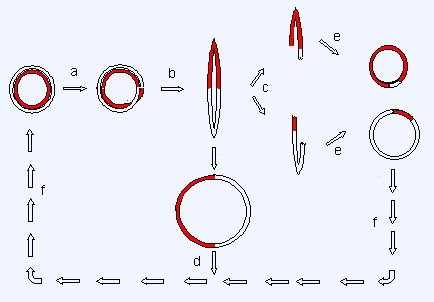 Ring Chromosome