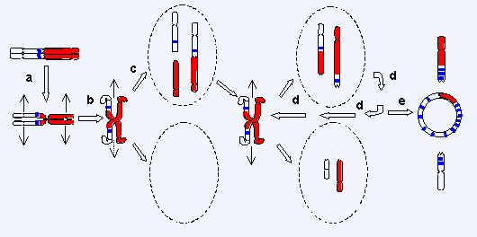 Ring Chromosome