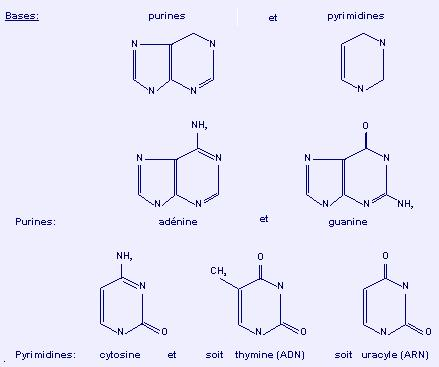Structure Simple De L'acide Nucléique Acide Nucléique – Réalités