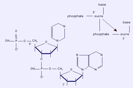 Structure Simple De L'acide Nucléique Acide Nucléique – Réalités