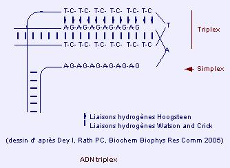Structure Simple De L'acide Nucléique Acide Nucléique – Réalités
